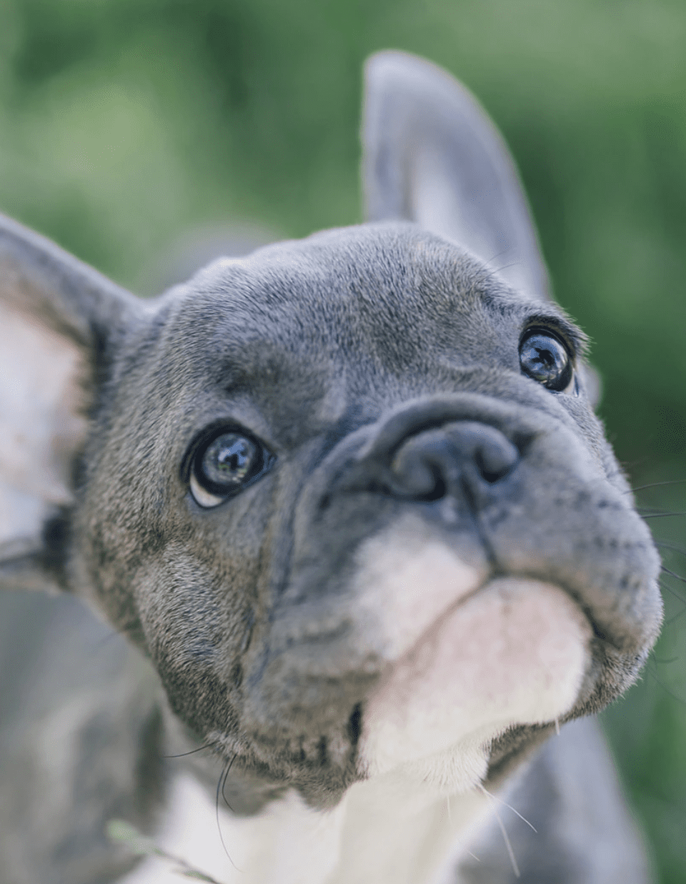 French Bulldogs Philly | French Bulldogs Philadelphia, PA