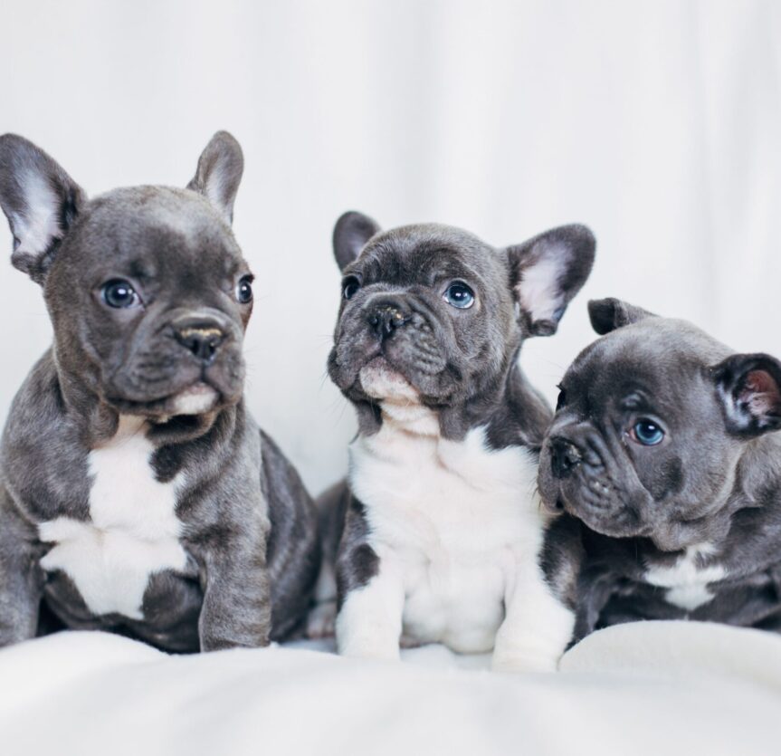 French Bulldogs Philly | French Bulldogs Philadelphia, PA