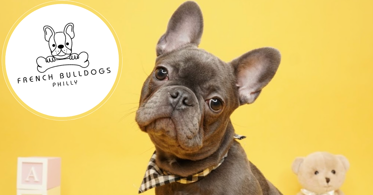 French Bulldogs Philly | French Bulldogs Philadelphia, PA